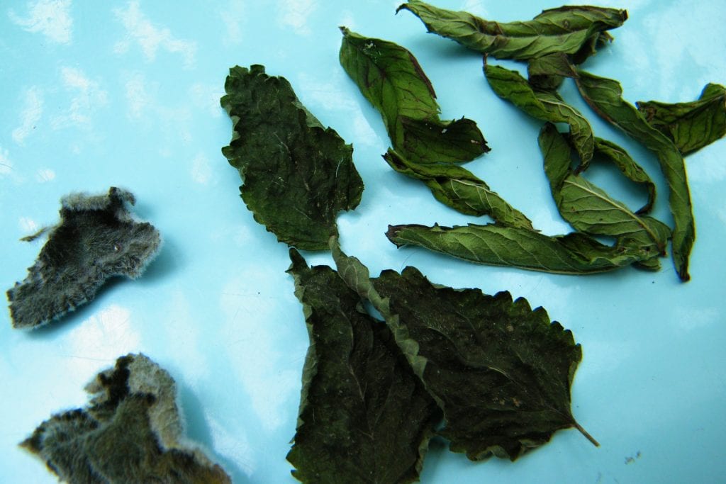 Dried leaves for use in potpourri | Dried Flower Craft