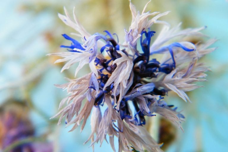 Why do cornflowers fade when you dry them? | Dried Flower Craft