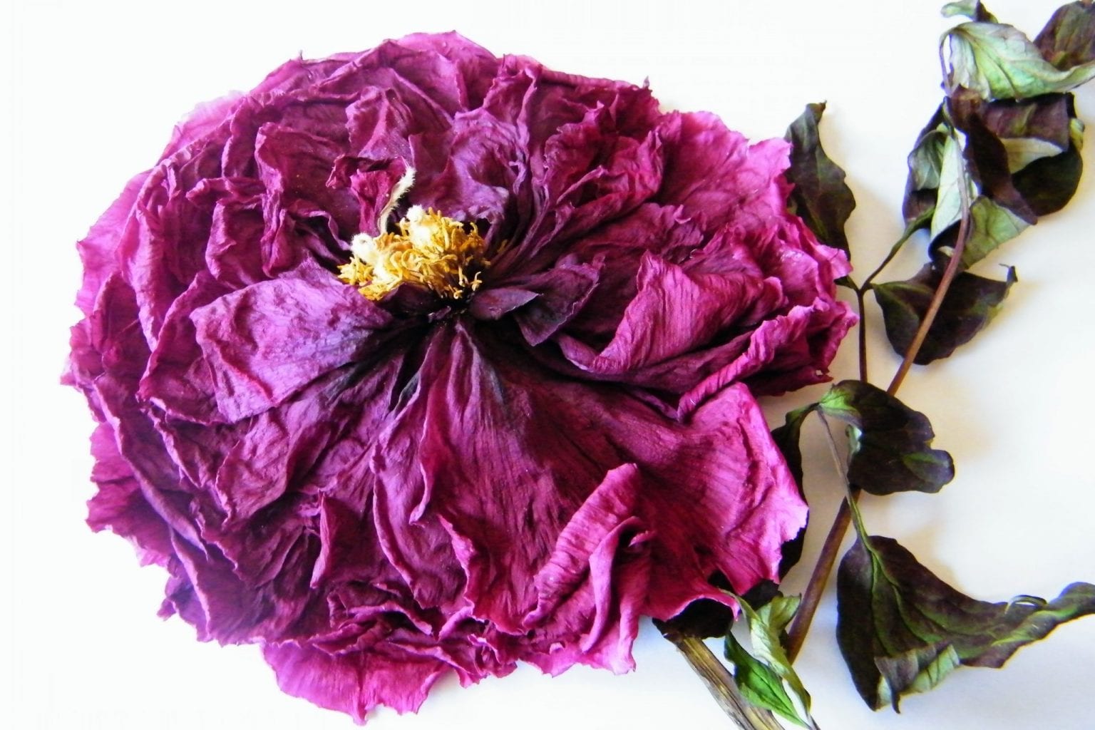 Dried flowers diaries May 2013 | Dried Flower Craft