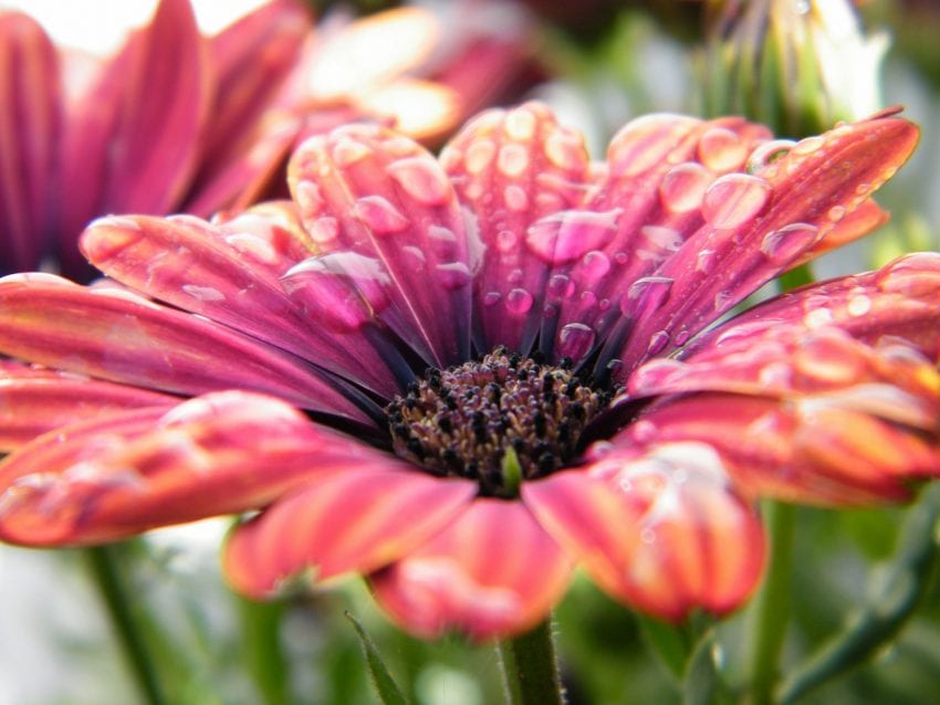 Dried flowers diaries September 2013 | Dried Flower Craft