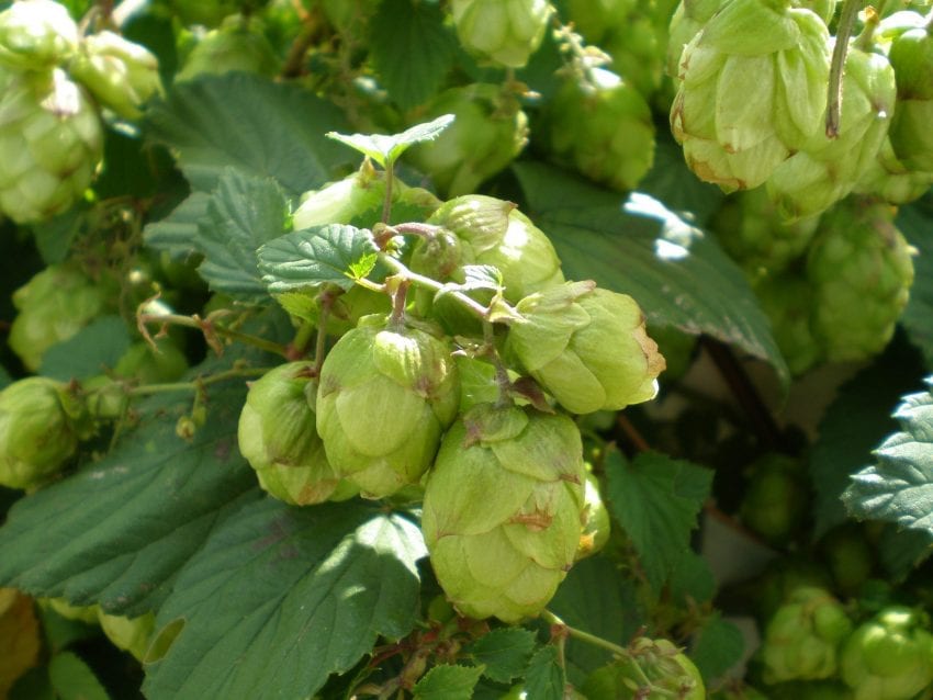 Dried flowers diaries September 2013 | Dried Flower Craft