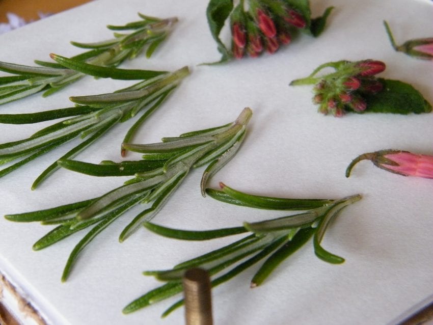 How to press flowers - back to basics | Dried Flower Craft