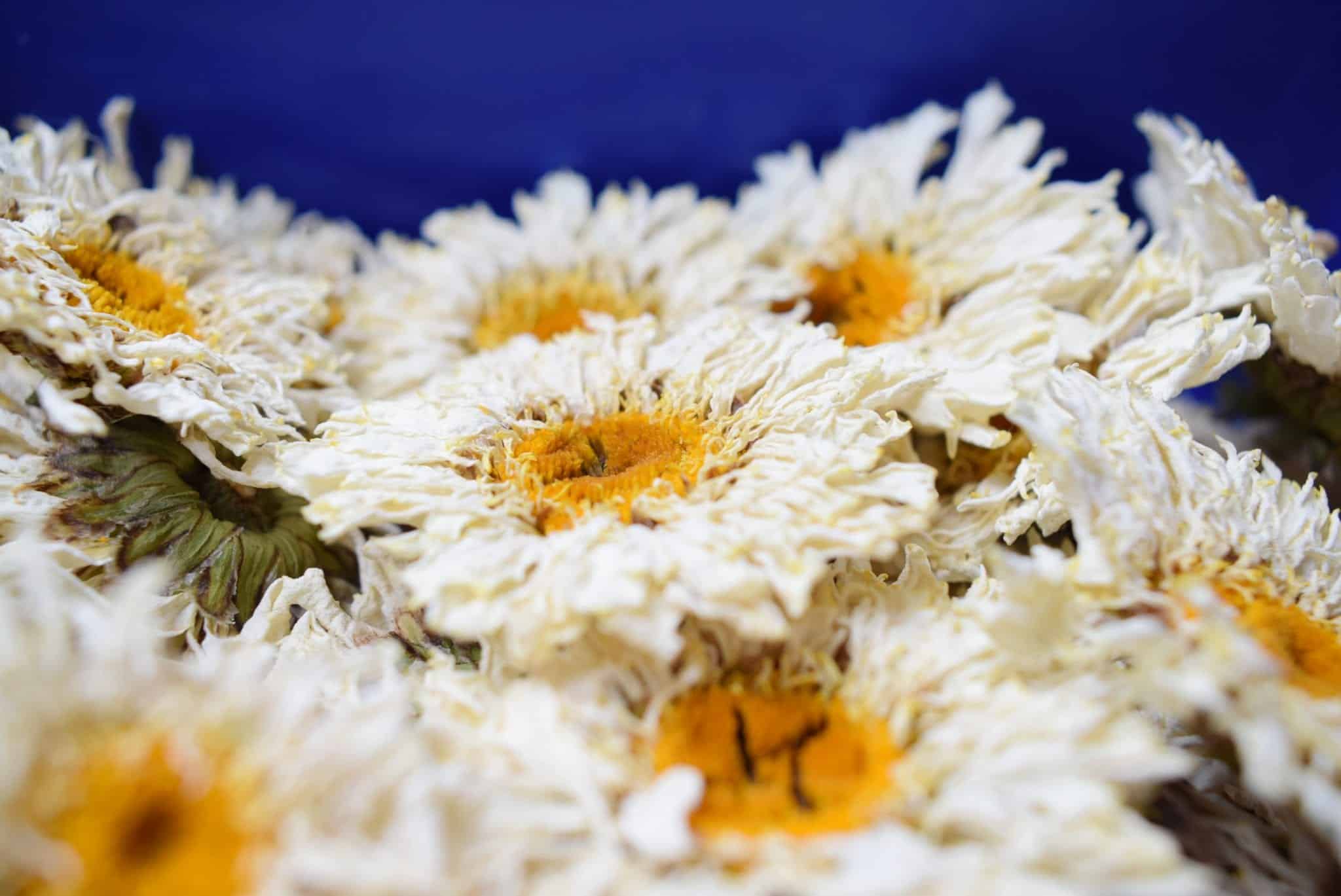 Drying flowers this summer | Dried Flower Craft