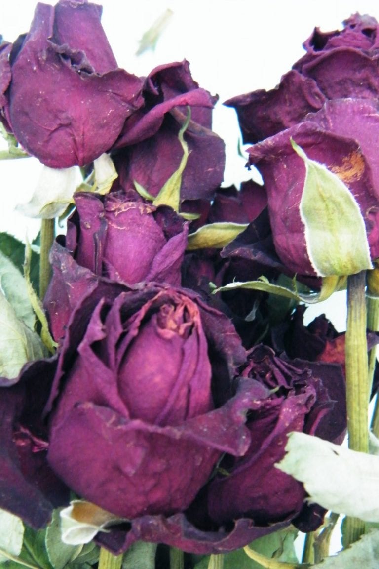 How to make your own potpourri | Dried Flower Craft