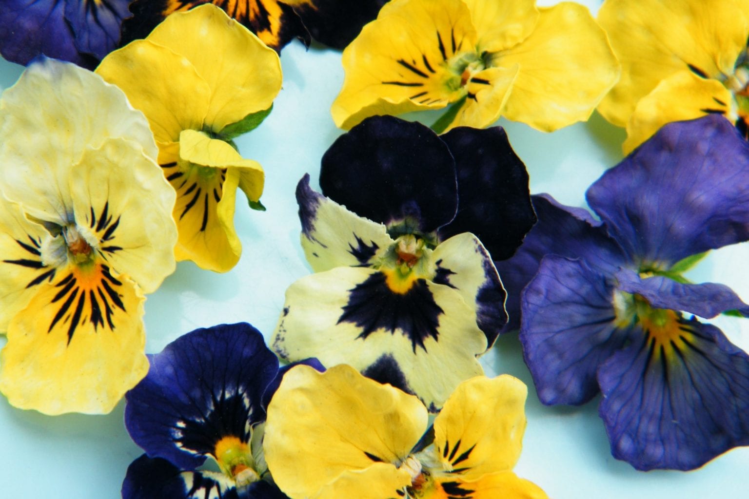 Using silica gel to dry flowers | Dried Flower Craft