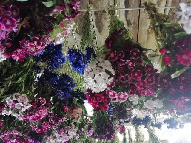 drying sweet williams cornflowers | Dried Flower Craft