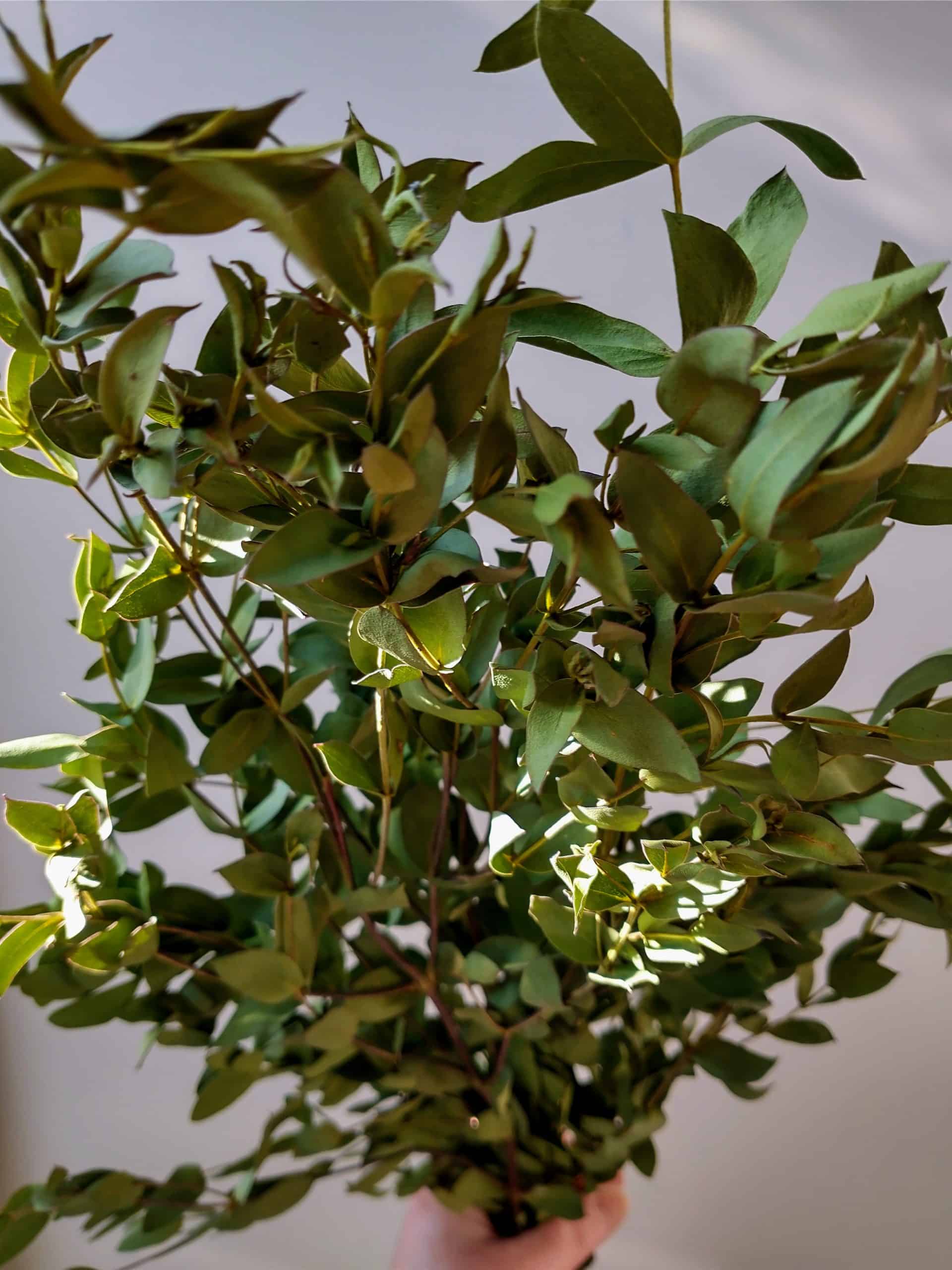 Dry foliage and greenery for floristry | Dried Flower Craft