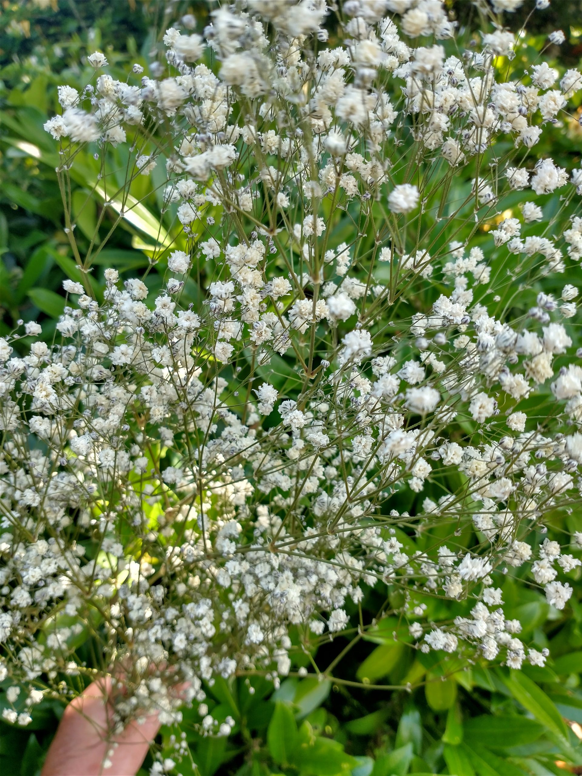 Dry Gypsophila for floristry | Dried Flower Craft