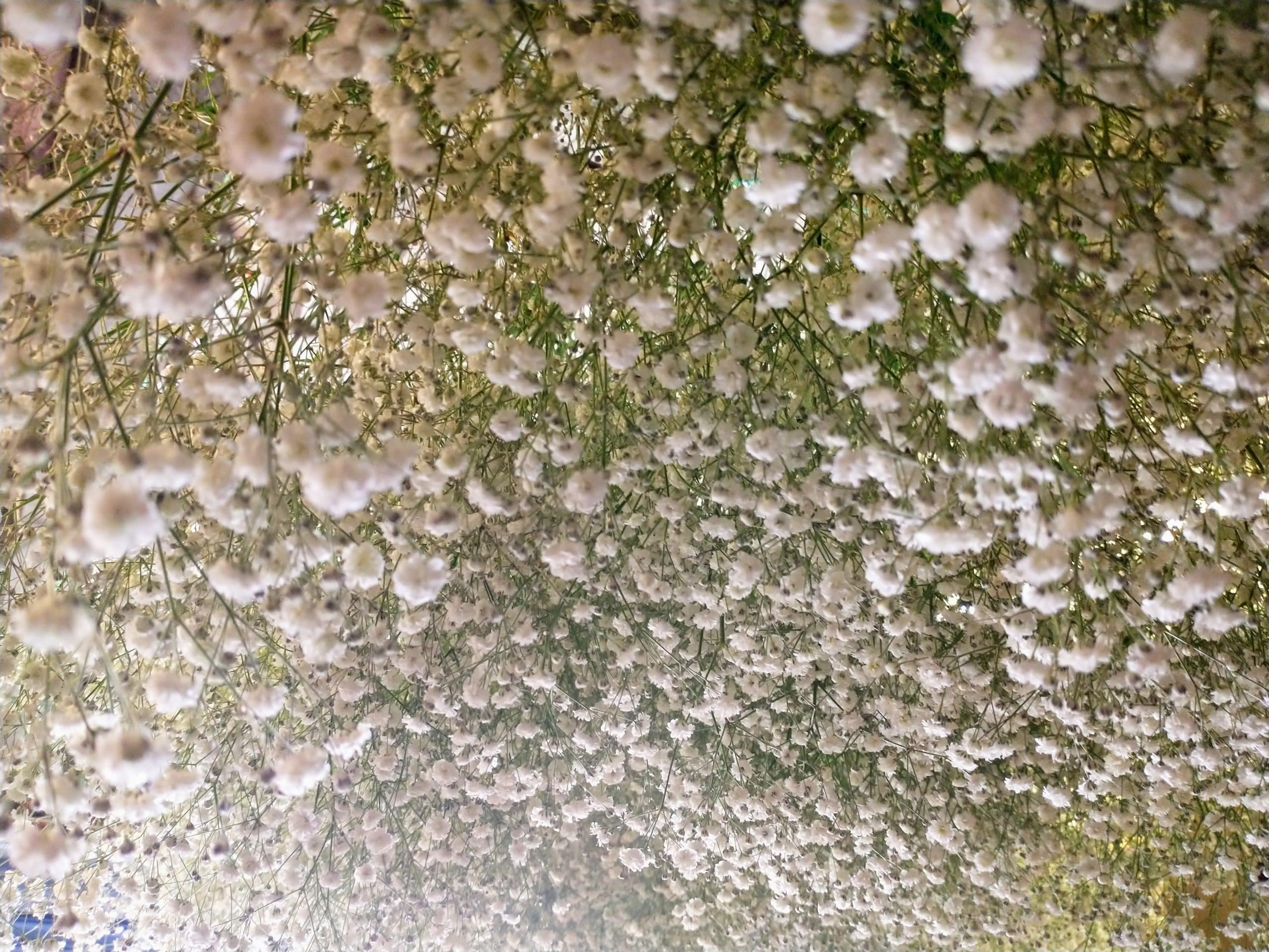 drying gypsophila 2023 | Dried Flower Craft