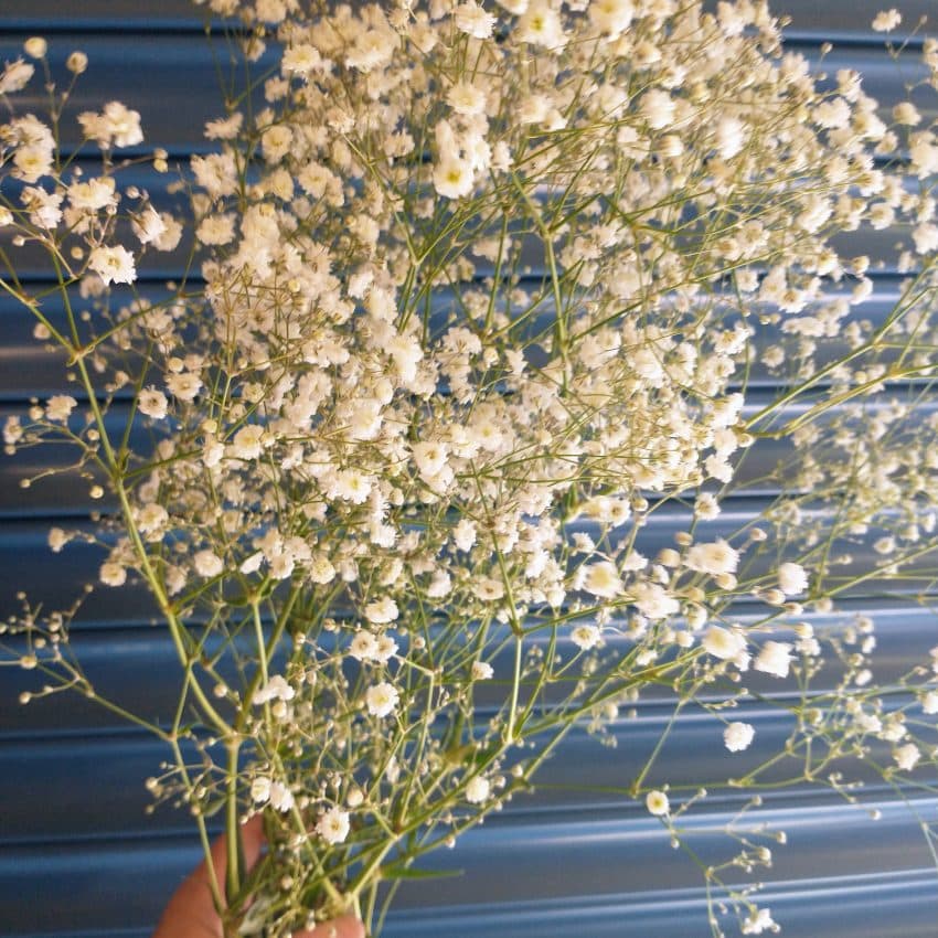 Dry Gypsophila for floristry | Dried Flower Craft
