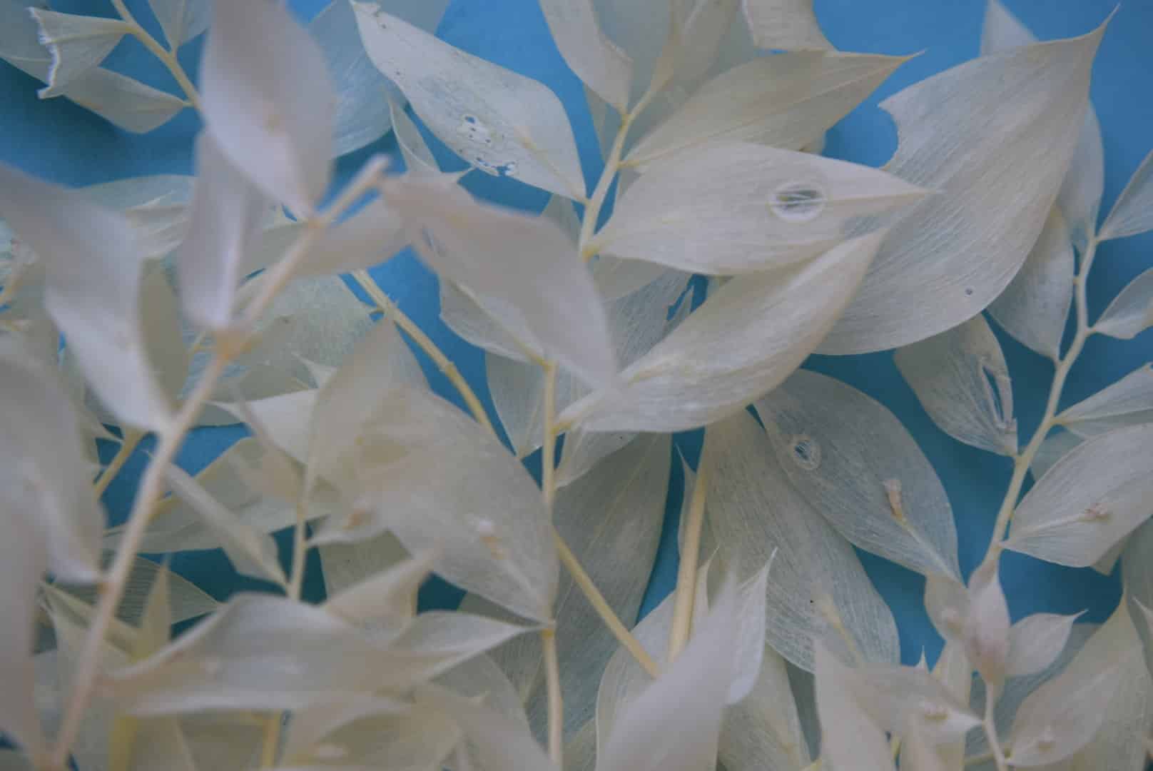 Dry foliage and greenery for floristry | Dried Flower Craft