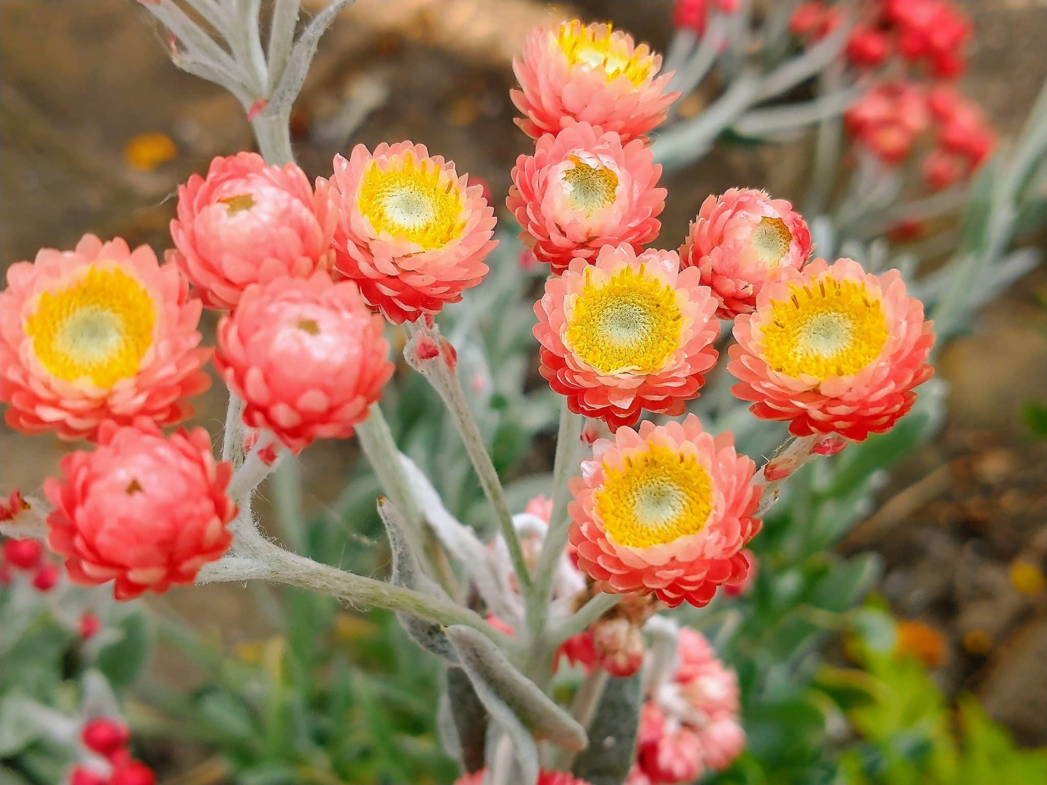 Immortelle – Helichrysum dried flowers or Strawflowers