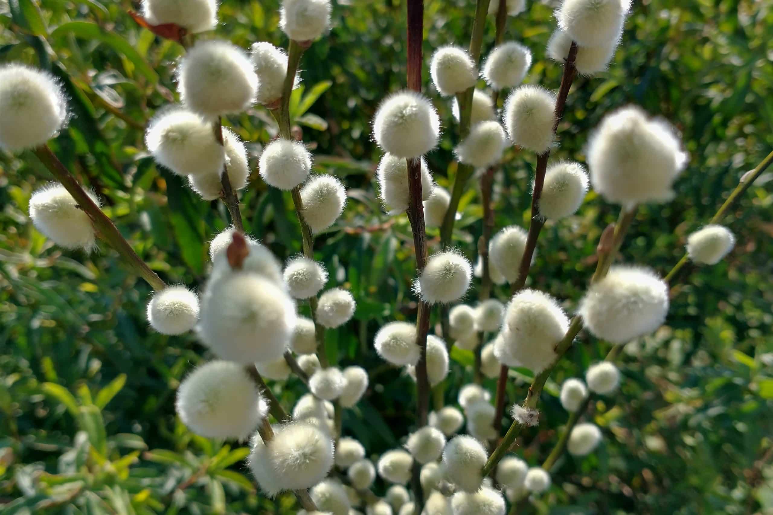 Twigs branches and woody stems for dried flowers