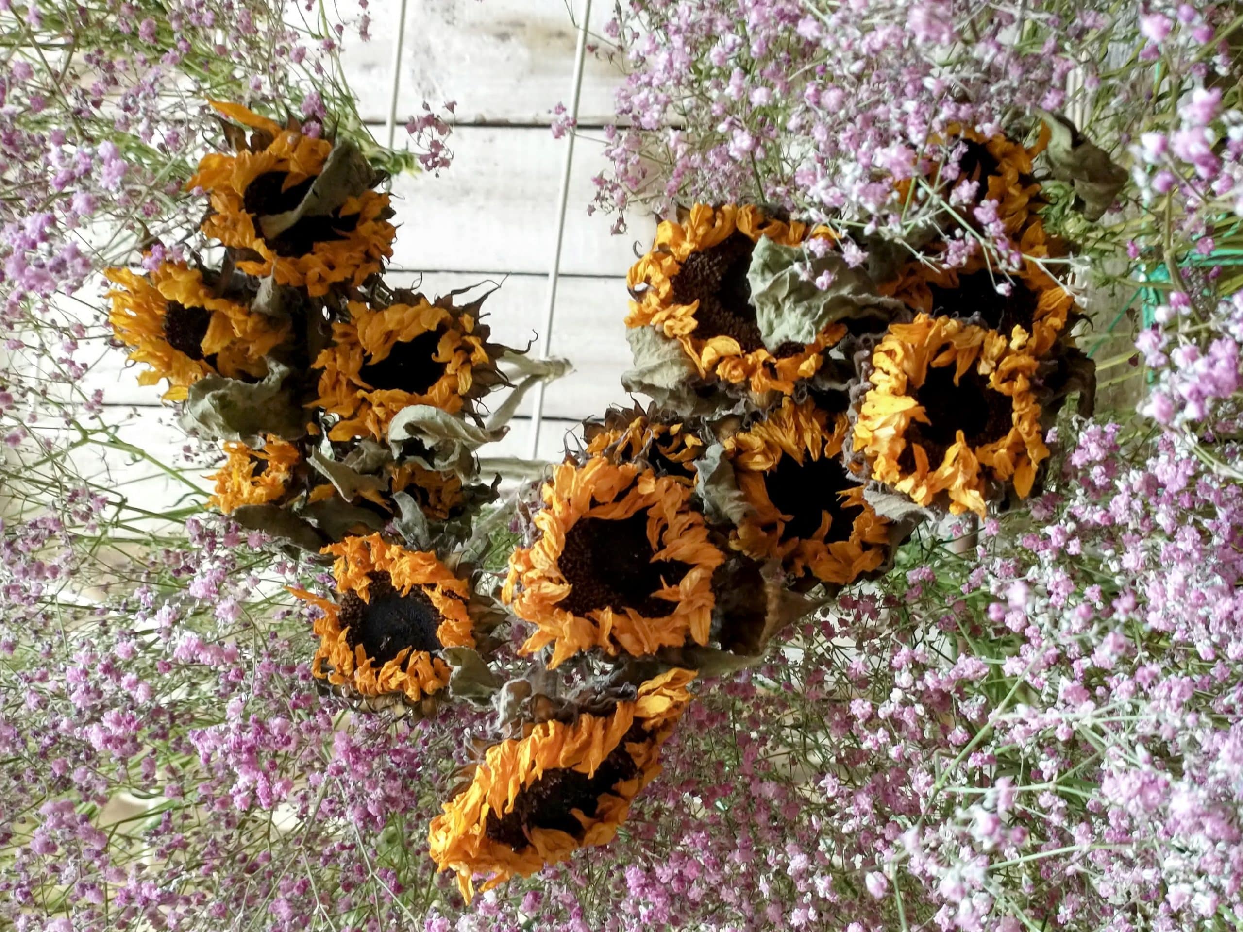 sunflowers gyp drying | Dried Flower Craft