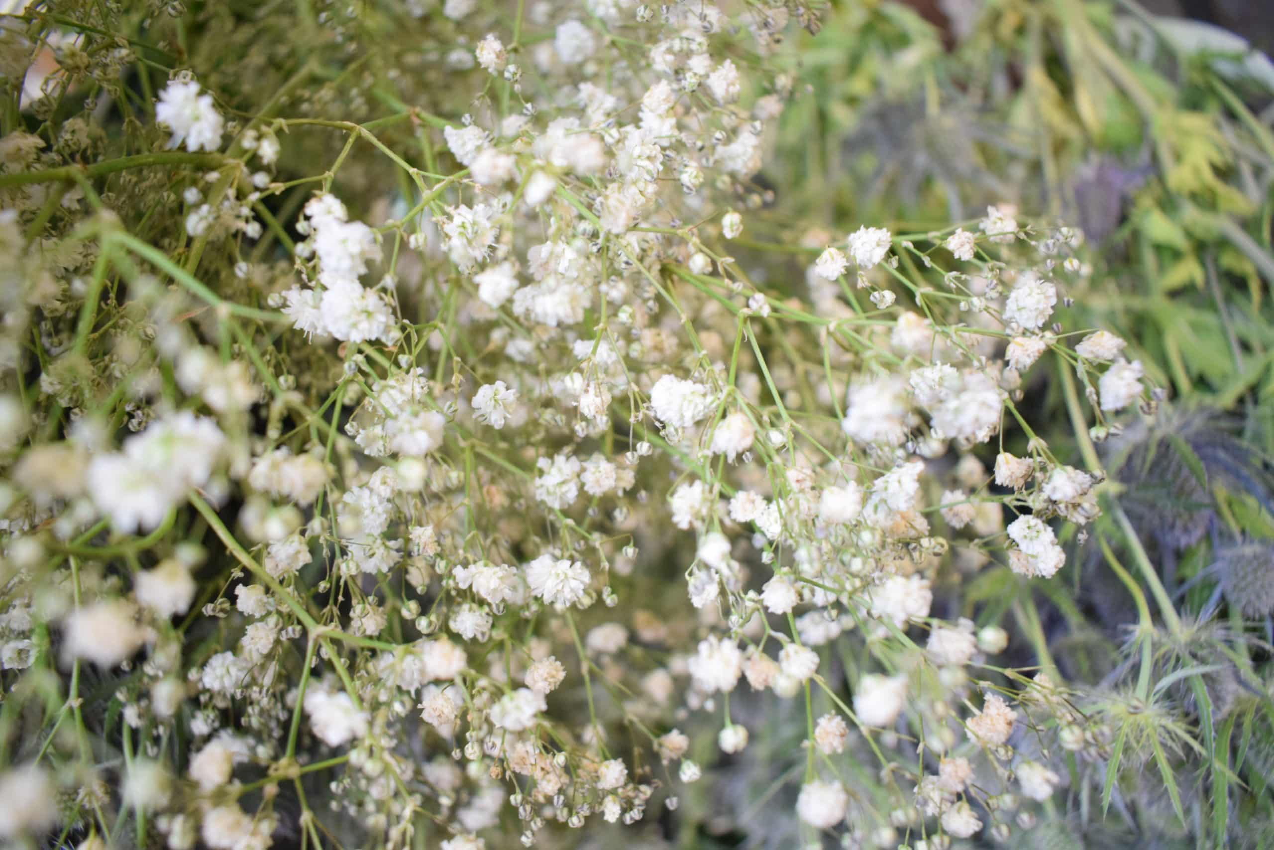 white gypsophila flowers drying | Dried Flower Craft