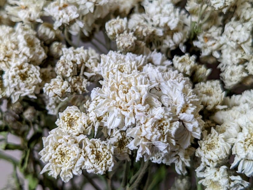Achillea dried flowers | Dried Flower Craft