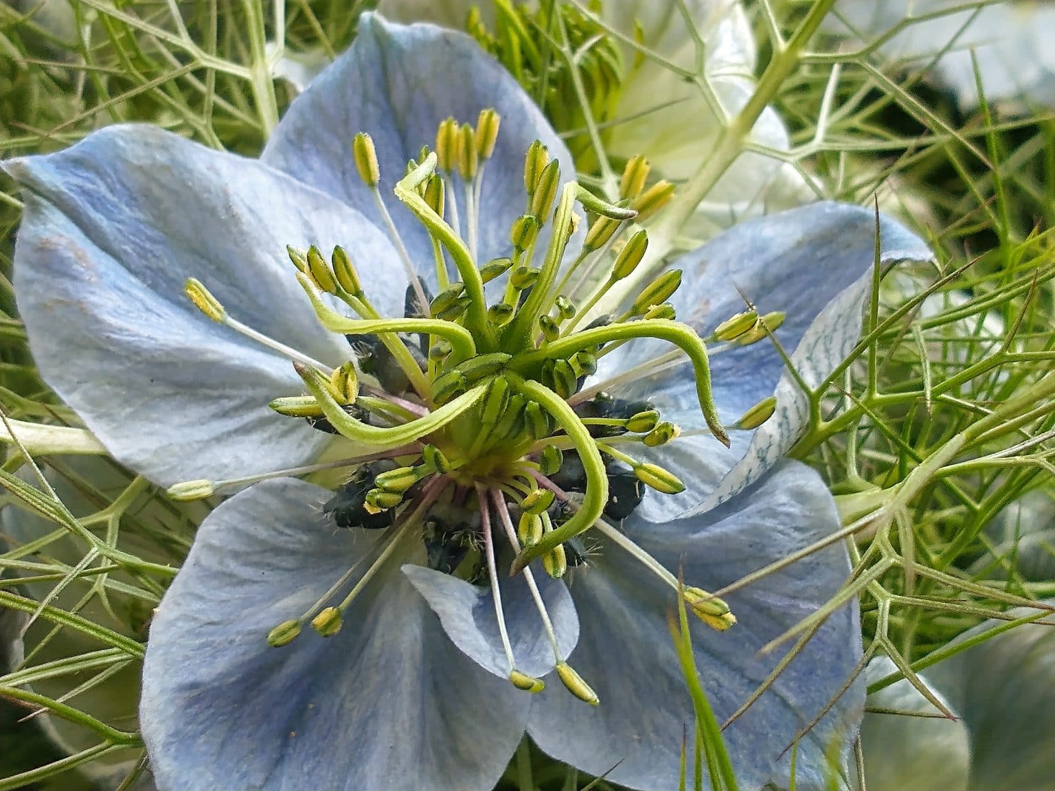 Nigella dried flowers and seed pods | Dried Flower Craft