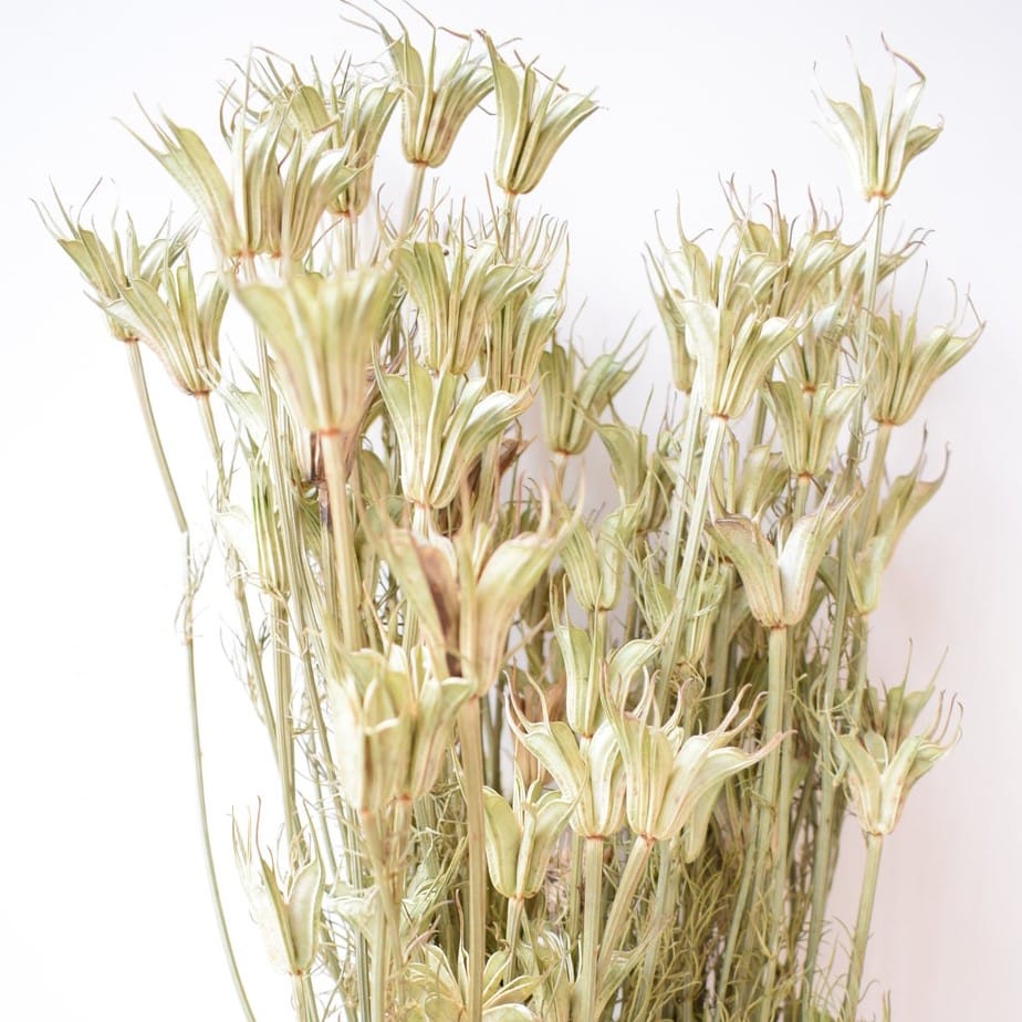 Nigella dried flowers and seed pods | Dried Flower Craft