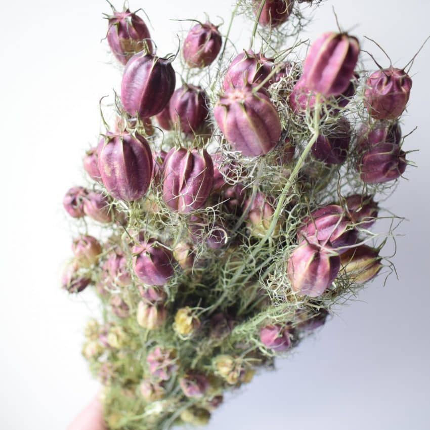 Nigella dried flowers and seed pods | Dried Flower Craft