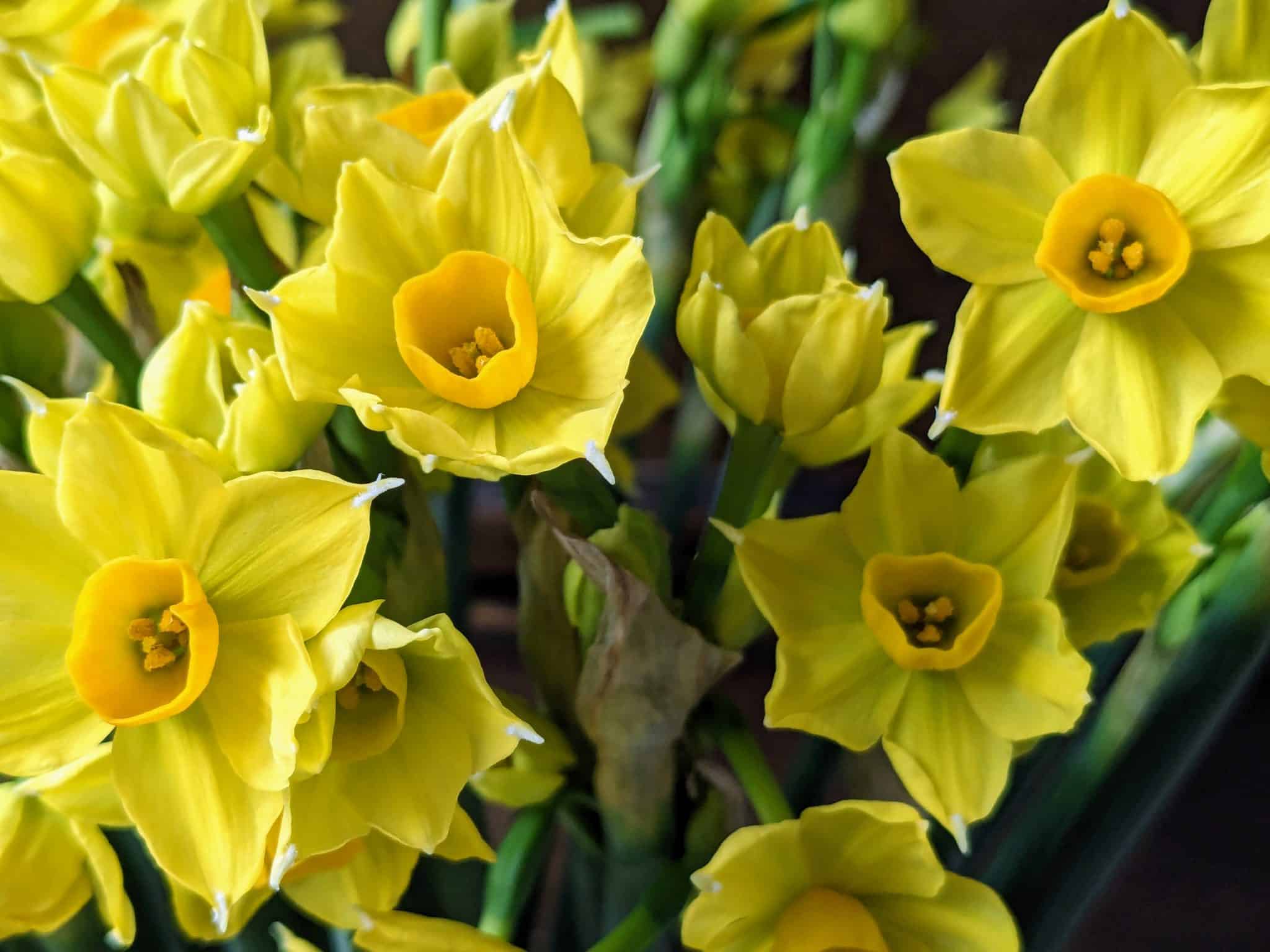 Signs of Spring – Drying Pussy Willow and Pressing Daffodils