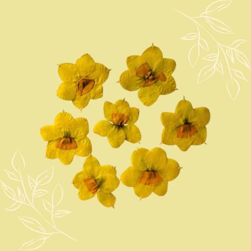 Signs of Spring – Drying Pussy Willow and Pressing Daffodils