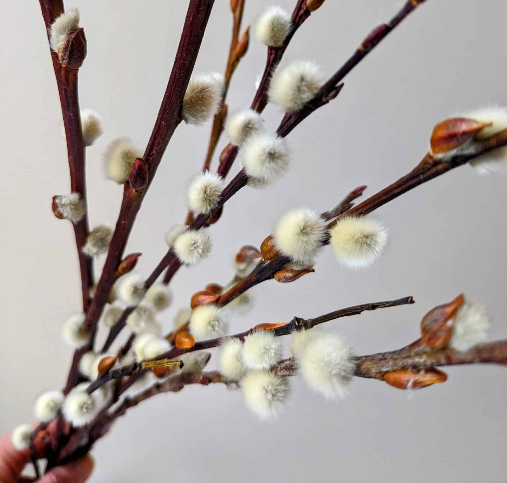 Signs of Spring – Drying Pussy Willow and Pressing Daffodils