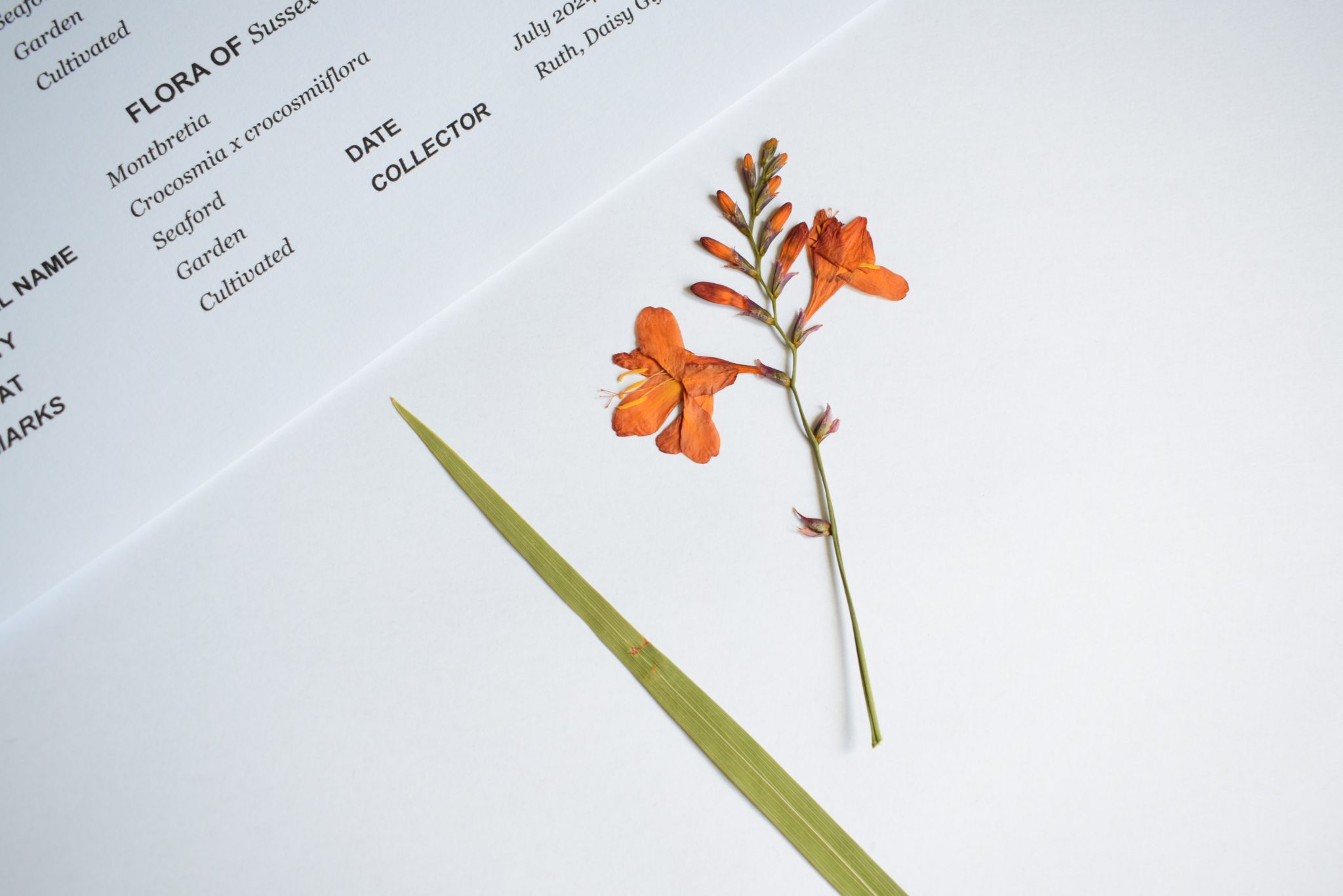 Pressed flowers as herbarium specimens | Dried Flower Craft
