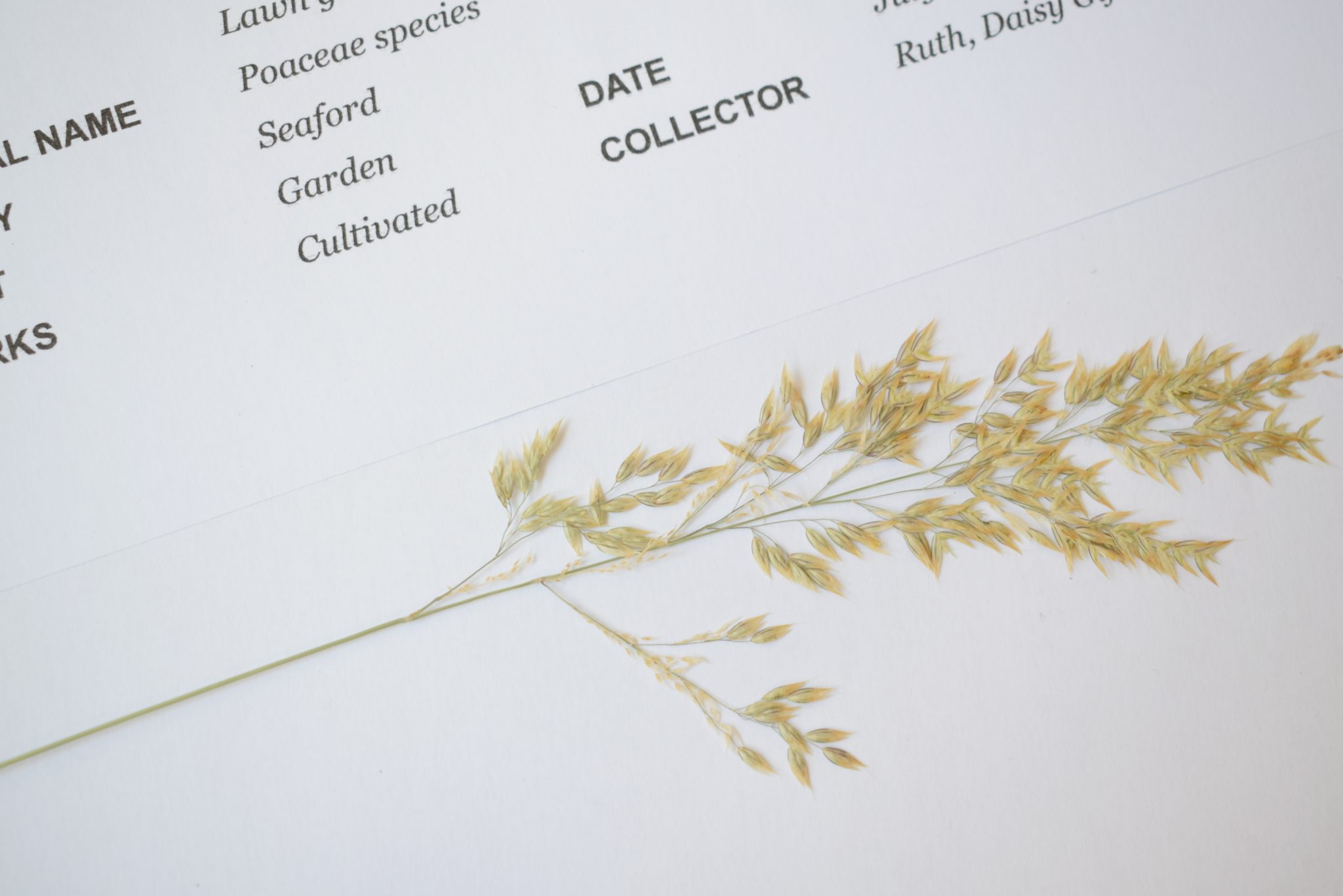 Pressed flowers as herbarium specimens | Dried Flower Craft