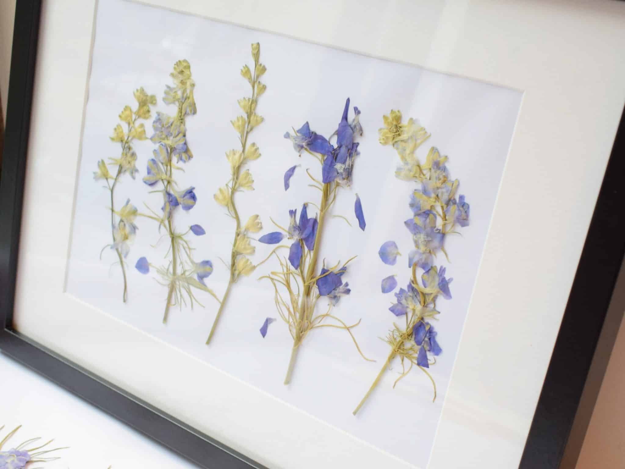 How to Frame Pressed Flowers | Dried Flower Craft
