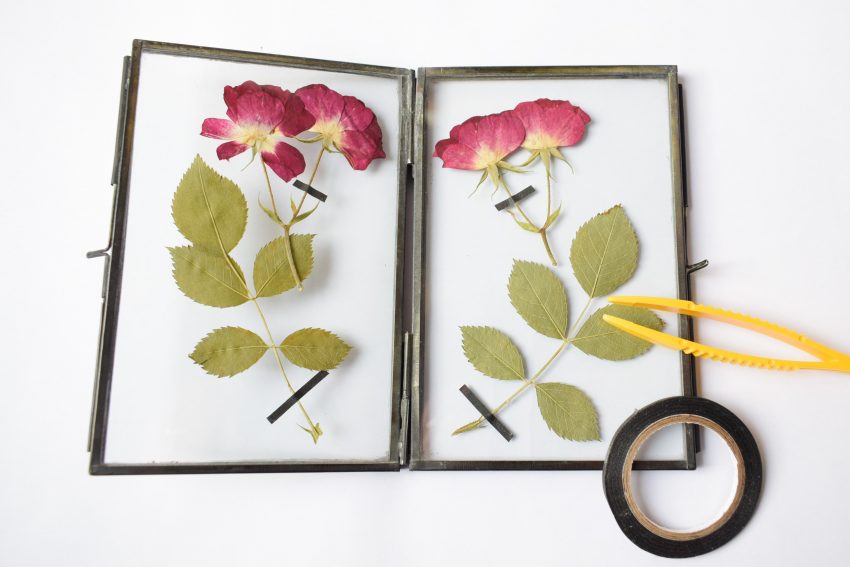 How to Frame Pressed Flowers | Dried Flower Craft